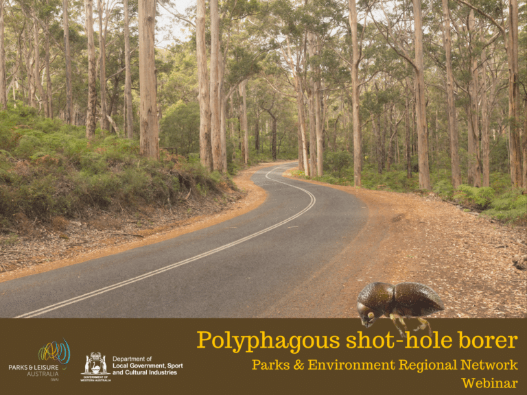 WA Killing our Trees: Polyphagous shot-hole borer Webinar - Parks ...